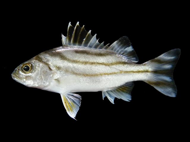 ปลาข้างตะเภา - สถานแสดงพันธุ์สัตว์น้ำ ภูเก็ต