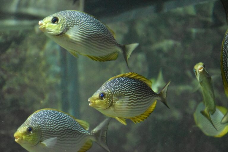 ปลาสลิดทะเลแถบ - สถานแสดงพันธุ์สัตว์น้ำ ภูเก็ต