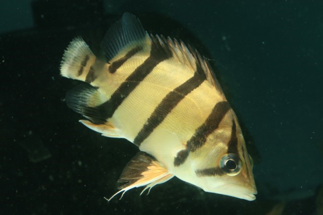ปลาเสือตอลายเล็ก (Northeastern siamese tigerfish) - สถานแสดงพันธุ์สัตว์ ...