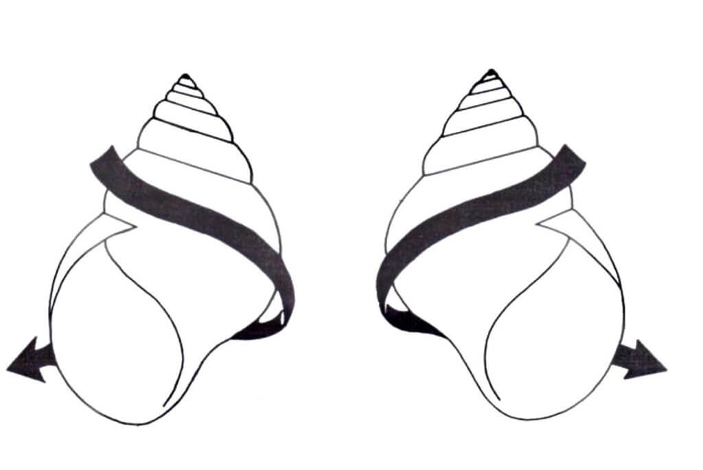 หอยสังข์ - สถานแสดงพันธุ์สัตว์น้ำ ภูเก็ต