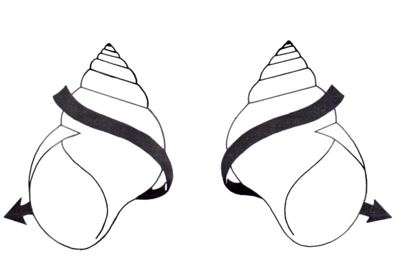 หอยสังข์ - สถานแสดงพันธุ์สัตว์น้ำ ภูเก็ต